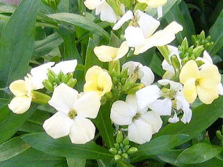 ウォールフラワー 新・花と緑の詳しい図鑑