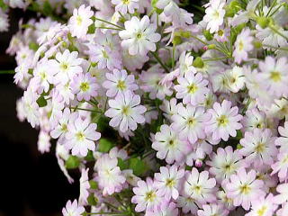 ウンナンサクラソウ 新・花と緑の詳しい図鑑