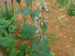 フロミス 新・花と緑の詳しい図鑑