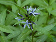チョウジソウ 新・花と緑の詳しい図鑑